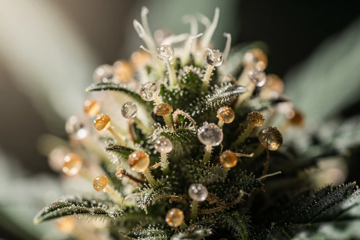 What are cbd trichomes? Everything to know about these tiny powerhouse ...