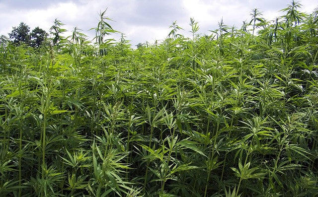 How To Identify a Hemp Plant – HempHash