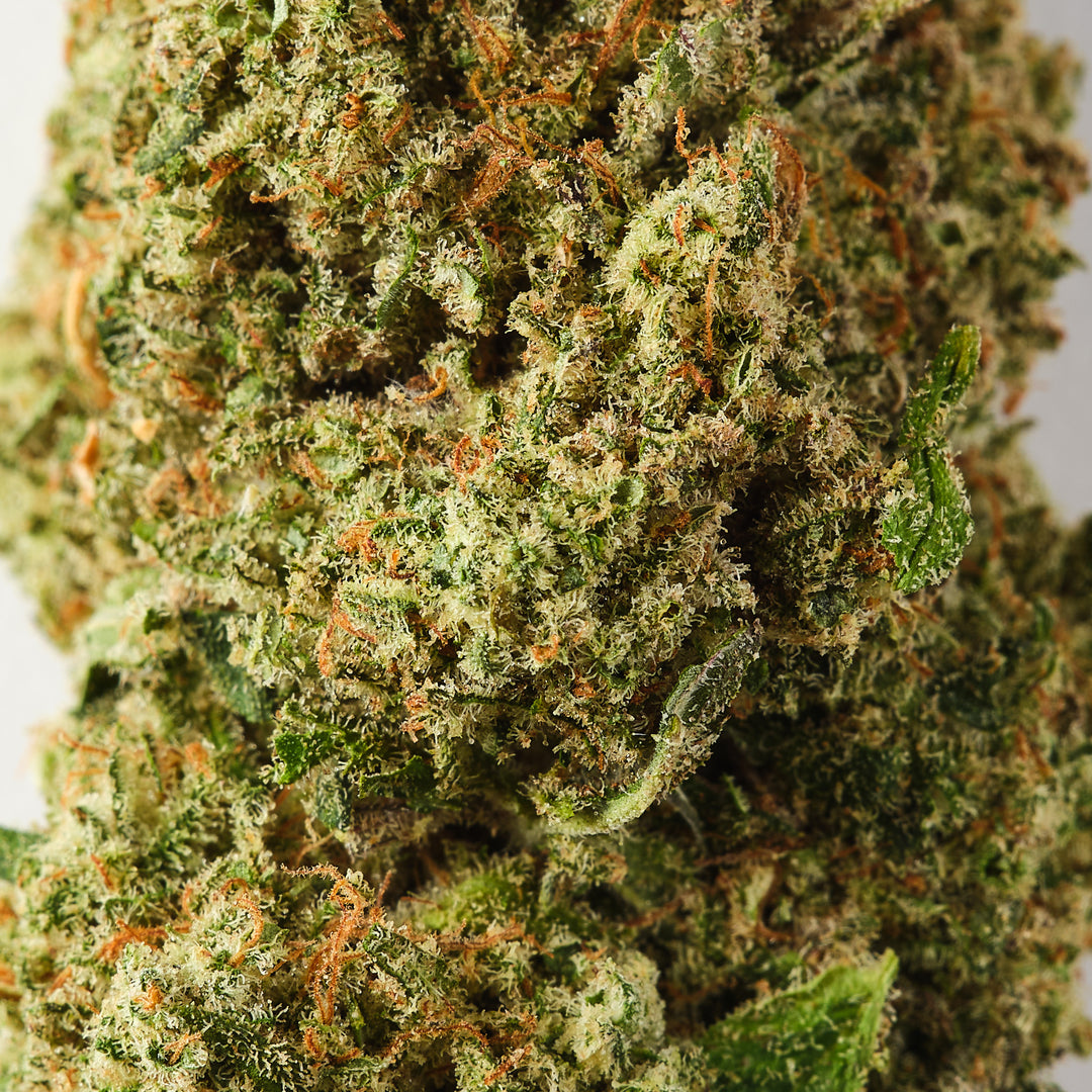 Orange Martini | CBD Flower | Exquisite Indoor | 18% – HempHash